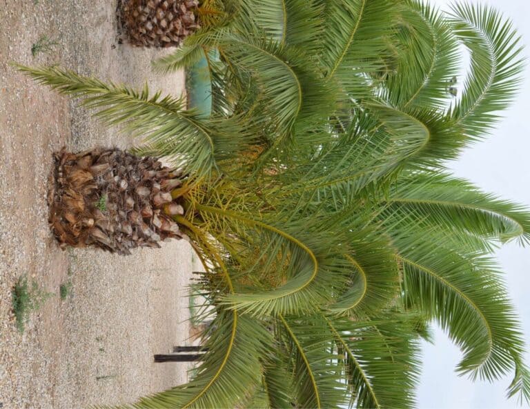 How To Trim A Date Palm Tree Trunk: Step-By-Step Care Guide – Backyard ...