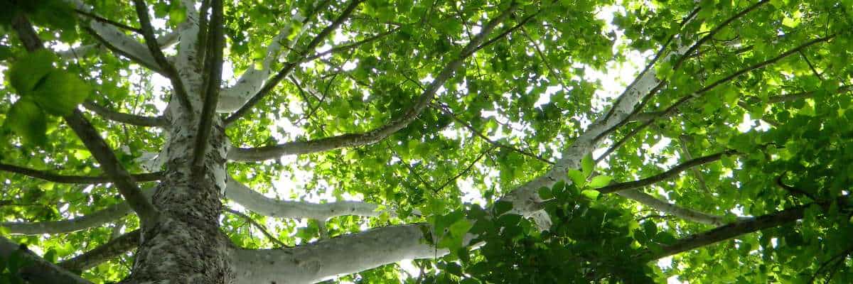 How To Trim A Sycamore Tree: A Step-By-Step Care Guide – Backyard Virtuoso